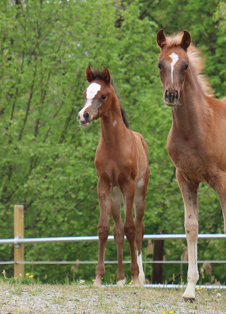 Amurath Isabella | Pallaton K x FT Ingrid | Vollblutaraber Gestüt Amurath