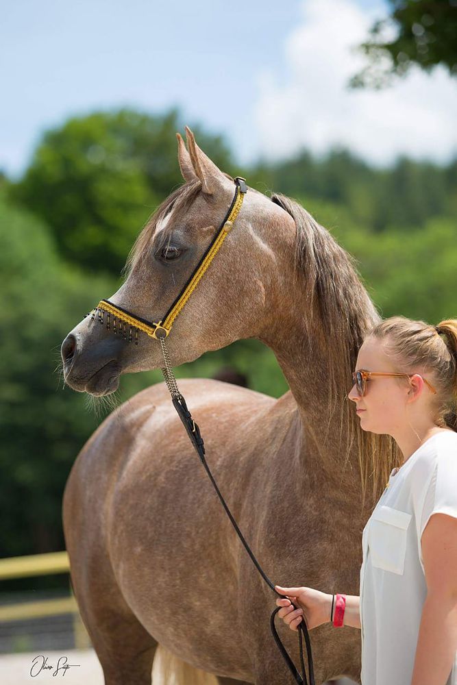 Amurath Moneera | Fadi Al Shaqab x Amurath Mofeedah | Vollblutaraber ...